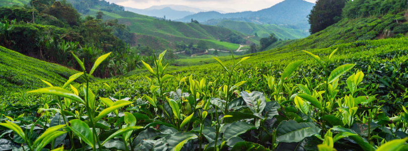 Kelionės į Malaiziją